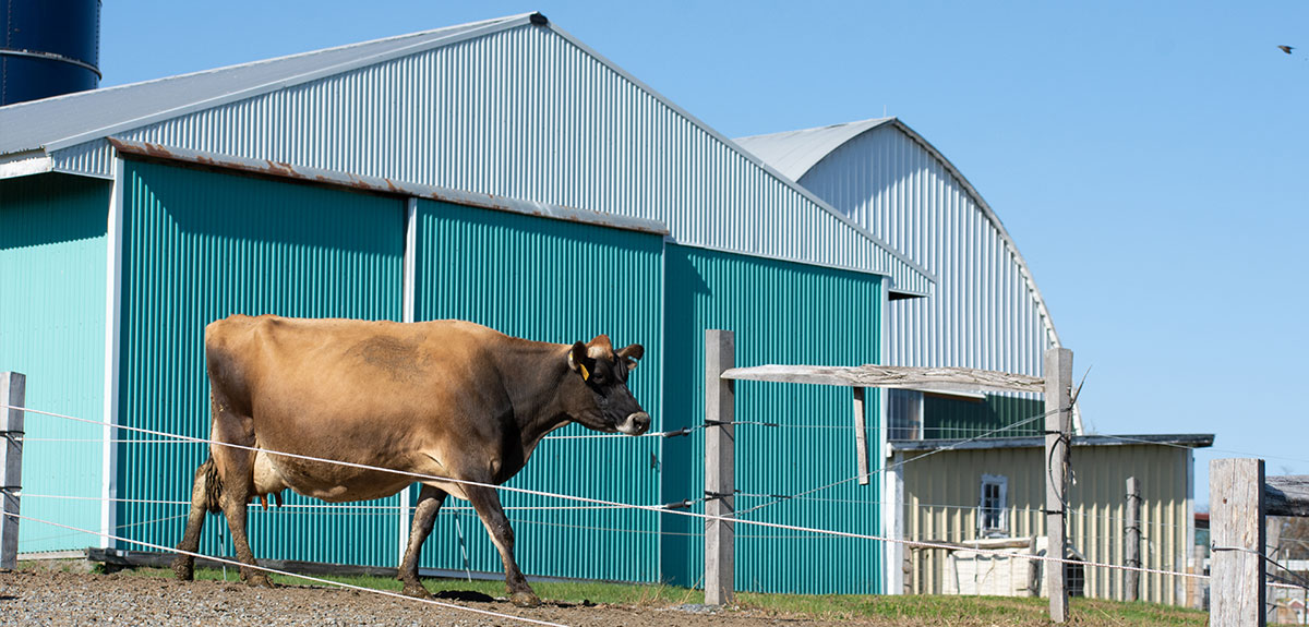 Summer at High Meadow Farm by Ali | Have A Cow - Stonyfield Farm